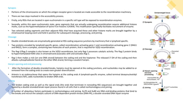 Mechanism of vd(j) recombination and generation of antibody diversity ...
