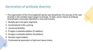 Mechanism of vd(j) recombination and generation of antibody diversity ...