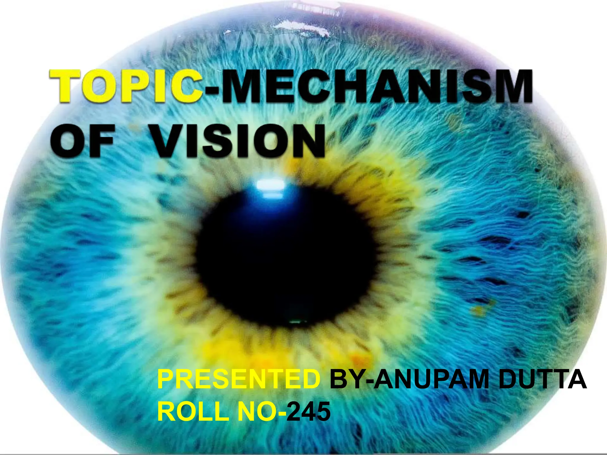 Mechanism of Vision in Human Beings with Diagram | PPTX
