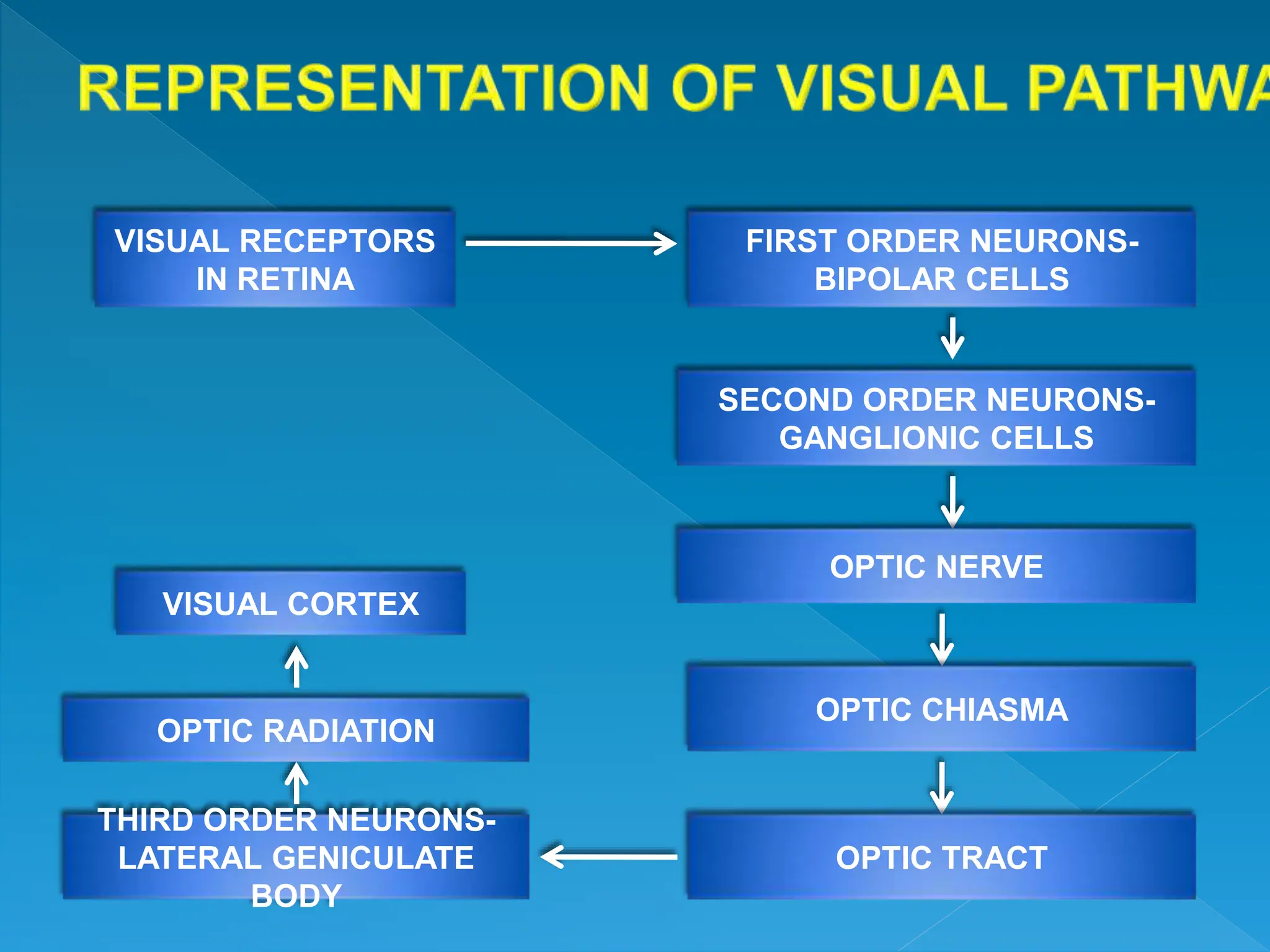 Mechanism of Vision in Human Beings with Diagram | PPTX