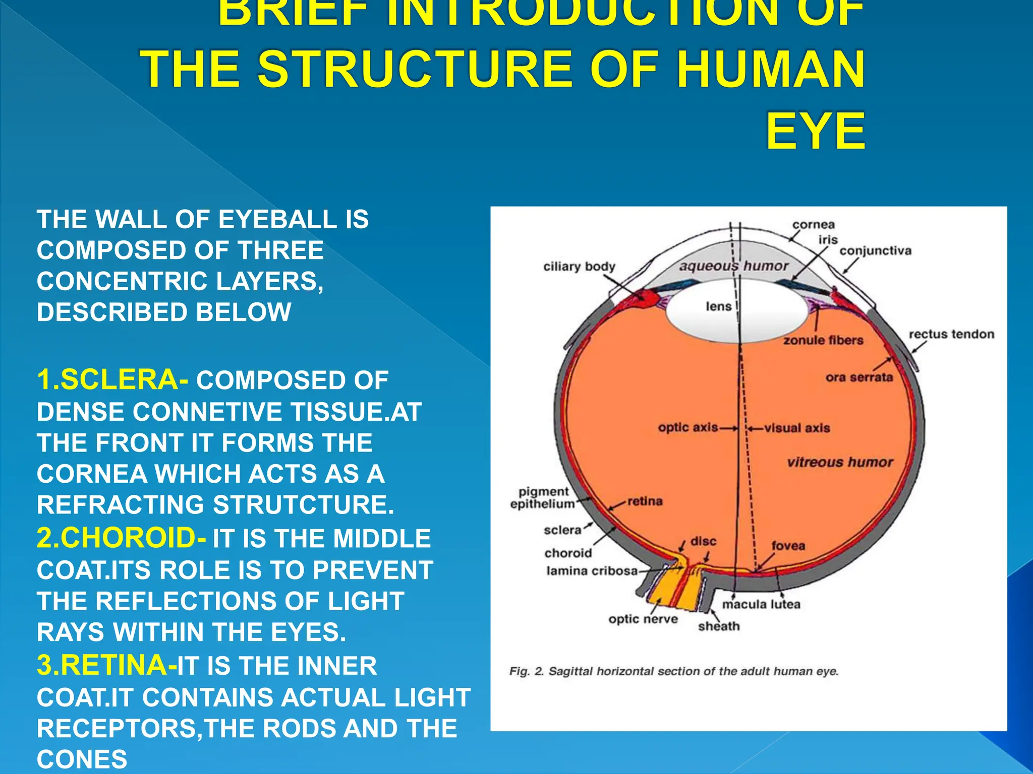 Mechanism of Vision in Human Beings with Diagram | PPTX | Eye and ...