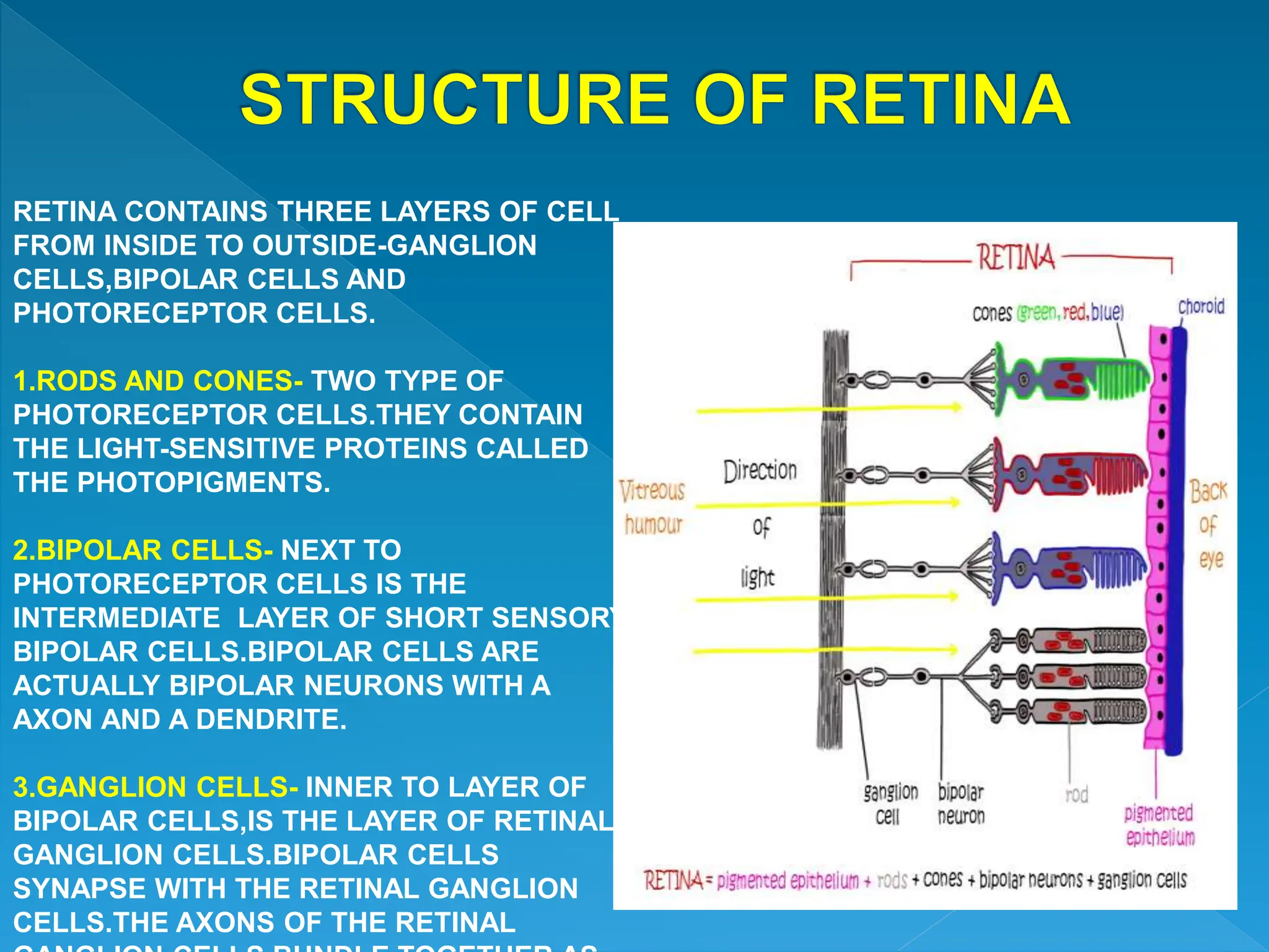Mechanism of Vision in Human Beings with Diagram | PPTX
