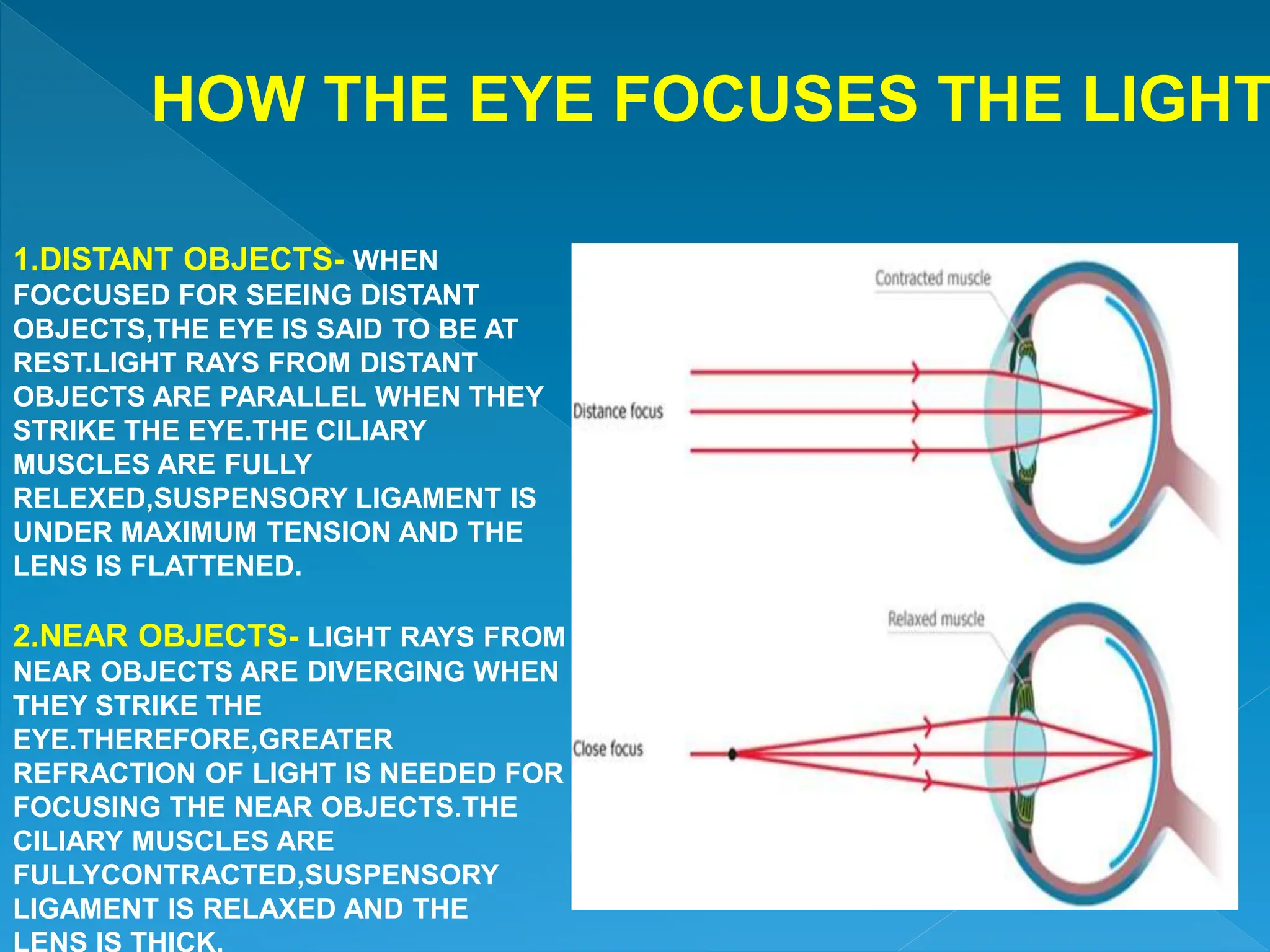 Mechanism of Vision in Human Beings with Diagram | PPTX