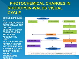 Mechanism of Vision in Human Beings with Diagram | PPTX