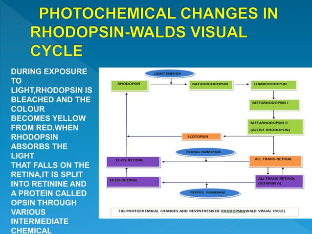 Mechanism of Vision in Human Beings with Diagram | PPTX | Eye and ...