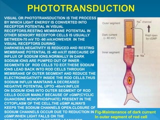 Mechanism of Vision in Human Beings with Diagram | PPTX