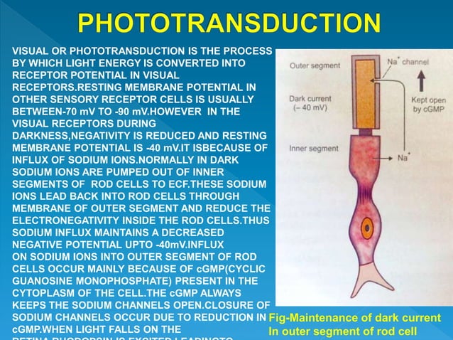 Mechanism of Vision in Human Beings with Diagram | PPTX | Eye and ...