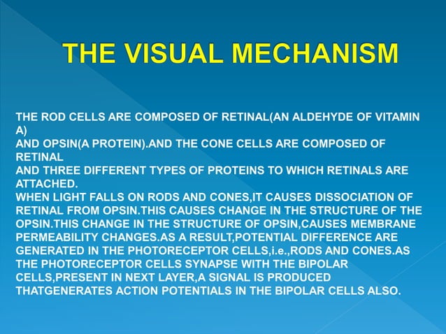 Mechanism of Vision in Human Beings with Diagram | PPTX | Eye and ...