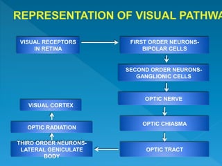 Mechanism of Vision in Human Beings with Diagram | PPTX | Eye and ...
