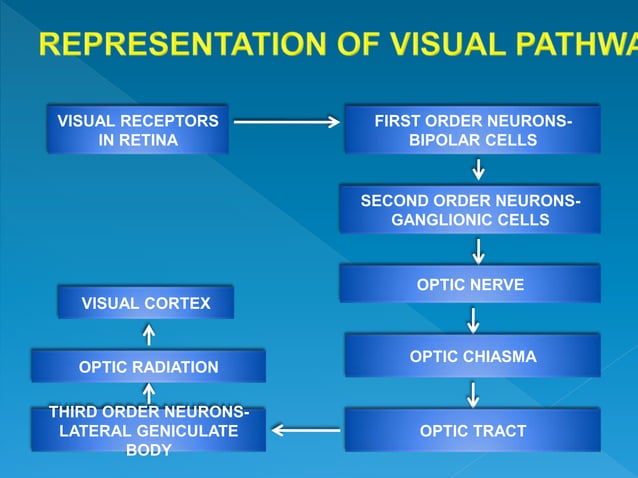 Mechanism of Vision in Human Beings with Diagram | PPTX | Eye and ...