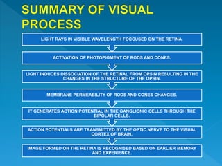 Mechanism of Vision in Human Beings with Diagram | PPTX