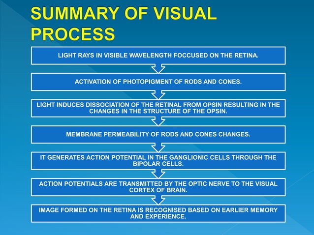 Mechanism of Vision in Human Beings with Diagram | PPTX | Eye and ...