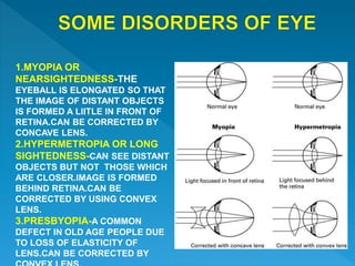 Mechanism of Vision in Human Beings with Diagram | PPTX