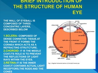Mechanism of Vision in Human Beings with Diagram | PPTX