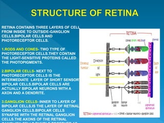 Mechanism of Vision in Human Beings with Diagram | PPTX