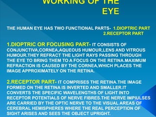 Mechanism of Vision in Human Beings with Diagram | PPTX | Eye and ...