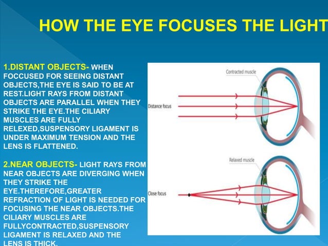 Mechanism of Vision in Human Beings with Diagram | PPTX | Eye and ...
