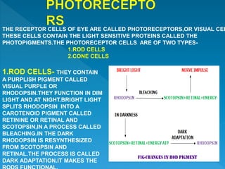 Mechanism of Vision in Human Beings with Diagram | PPTX