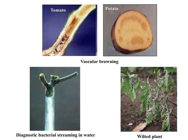 Mechanism of wilt (ralstonia solanacearum) development | PPTX ...