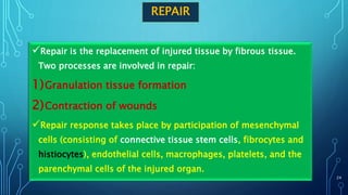 Mechanism of wound healing ppt | PPTX