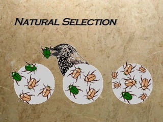 Mechanisms-of-Evolution-General-Biology-2.pptx