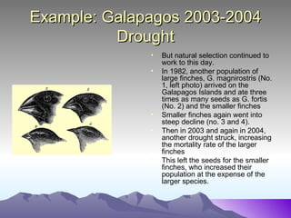 Mechanisms of Evolution: Population Selection and Change | PPT