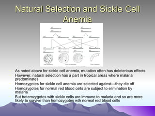 Mechanisms of Evolution: Population Selection and Change | PPT