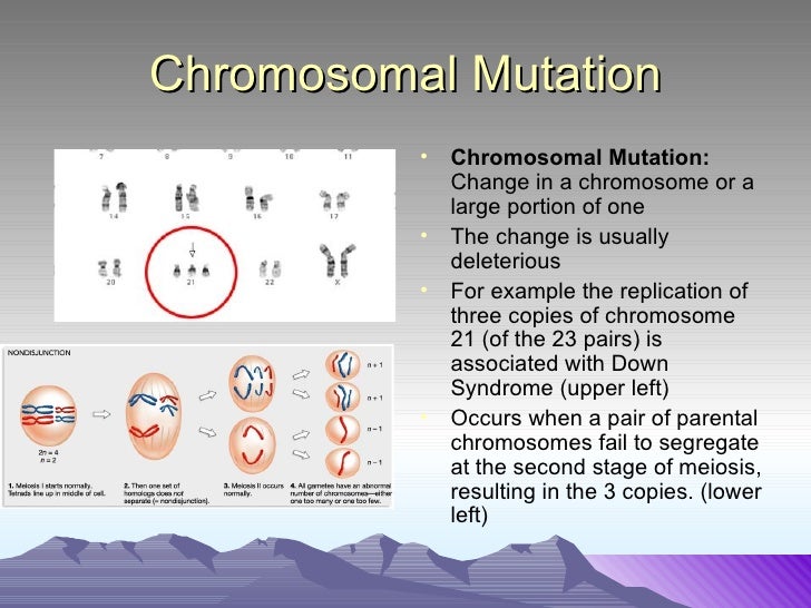 Chromosomal Mutation Examples