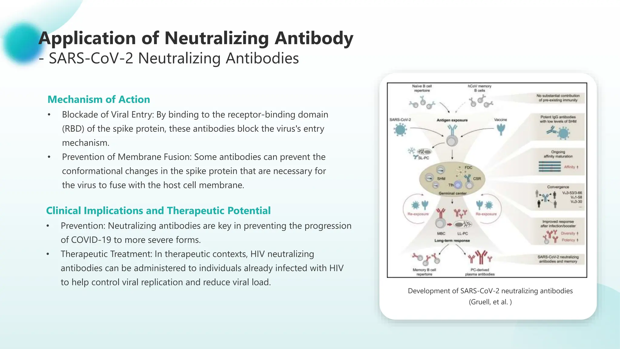 Mechanisms and Applications of Antiviral Neutralizing Antibodies ...