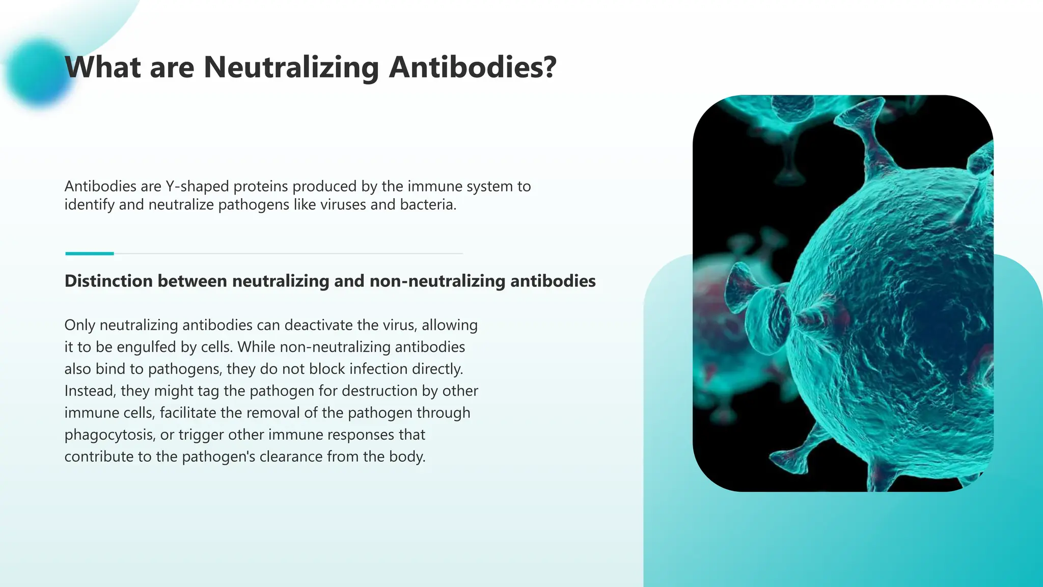 Mechanisms and Applications of Antiviral Neutralizing Antibodies ...