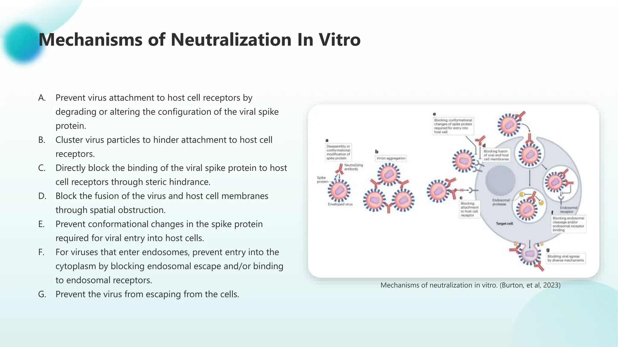Mechanisms and Applications of Antiviral Neutralizing Antibodies ...
