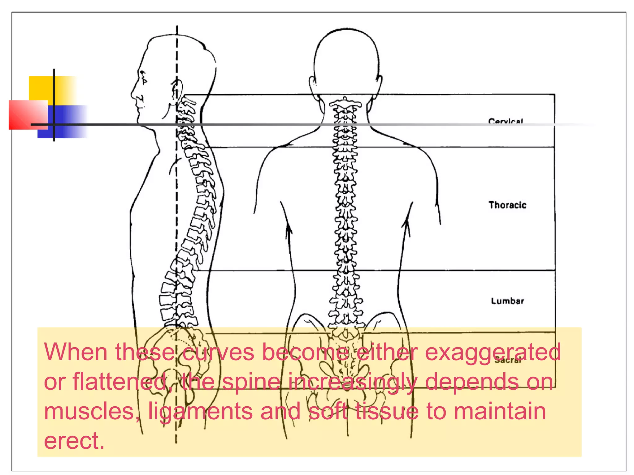 Mechanisms Leading To Musculoskeletal Disorders In Dentistry New | PPT