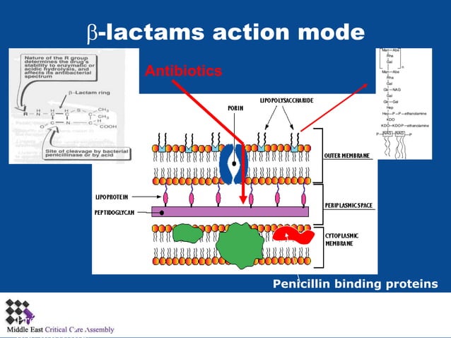 Antibiotic Mechanisms of Action | PPTX
