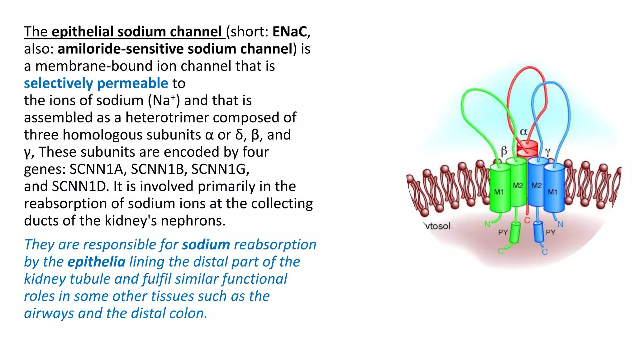 Mechanisms of action and use of blockers of sodium channels | PPTX