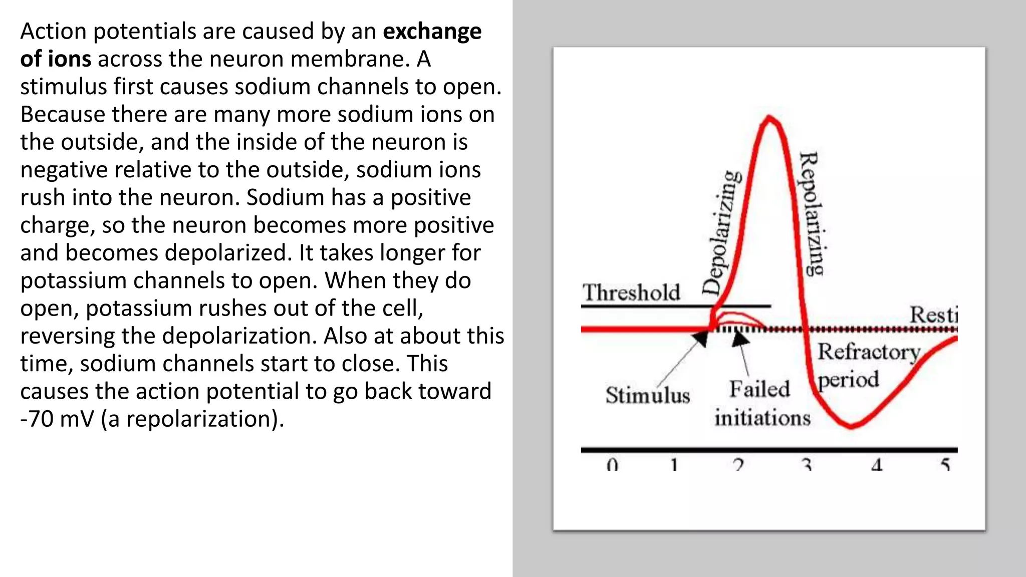 Mechanisms of action and use of blockers of sodium channels | PPTX