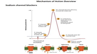 Mechanisms of action and use of blockers of sodium channels | PPTX