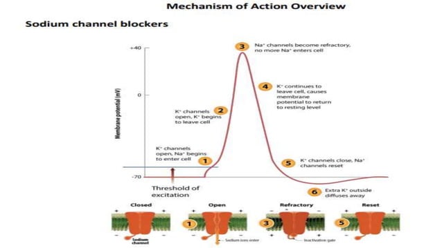 Mechanisms of action and use of blockers of sodium channels | PPTX