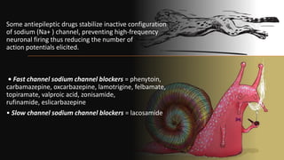 Mechanisms of action and use of blockers of sodium channels | PPTX
