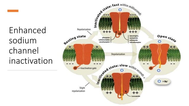 Mechanisms of action and use of blockers of sodium channels | PPTX