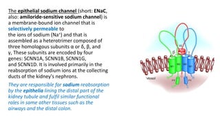 Mechanisms of action and use of blockers of sodium channels | PPTX