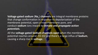 Mechanisms of action and use of blockers of sodium channels | PPTX