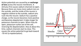 Mechanisms of action and use of blockers of sodium channels | PPTX