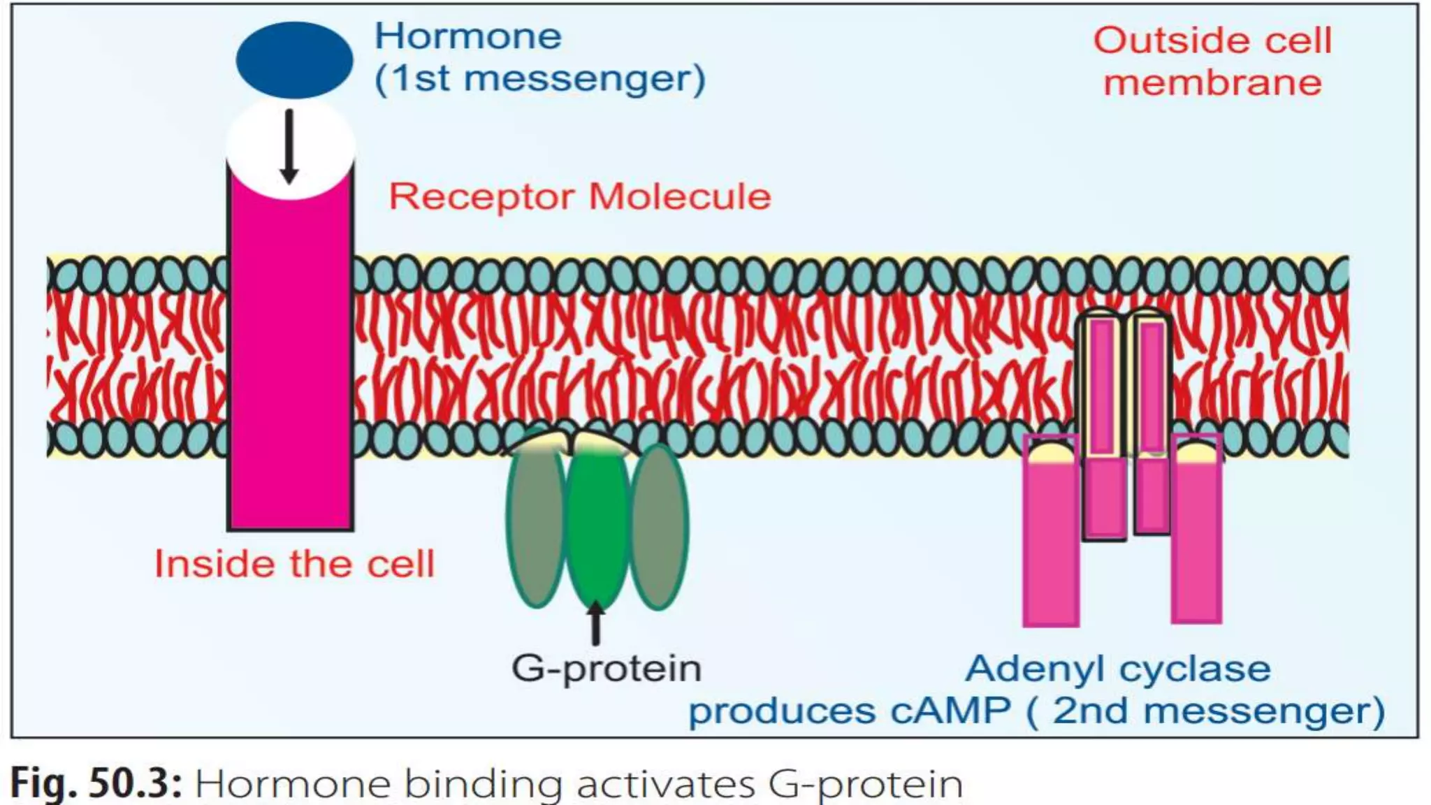 Mechanisms of action of hormones and signaling molecules | PPTX
