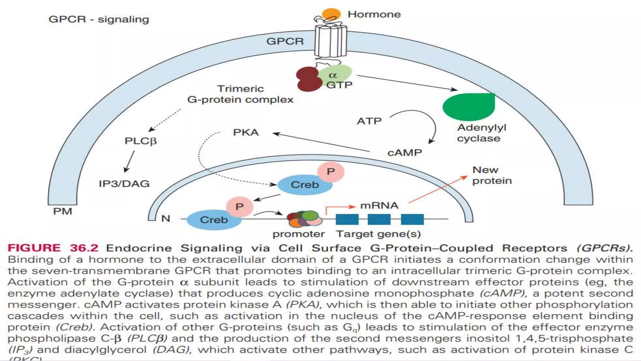 Mechanisms of action of hormones and signaling molecules | PPTX
