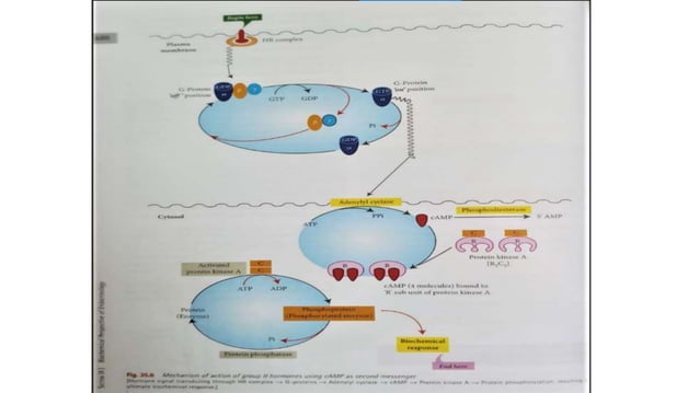 Mechanisms of action of hormones and signaling molecules | PPTX