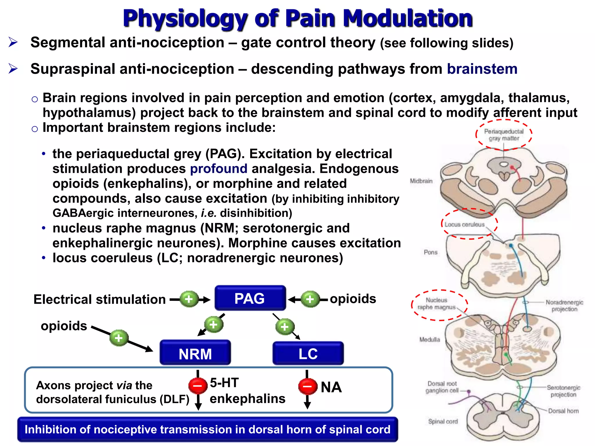 Mechanisms of analgesia 2017 18 jap | PPTX