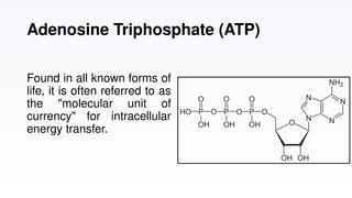 General Biology: Mechanisms of ATP Generation | PPT