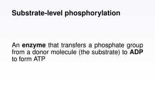 General Biology: Mechanisms of ATP Generation | PPT