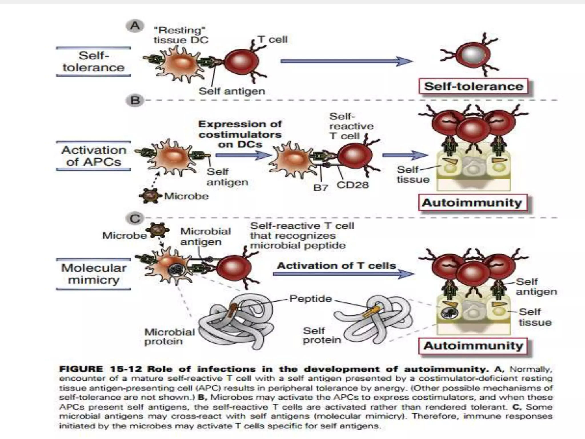 Mechanisms of autoimmunity | PPTX
