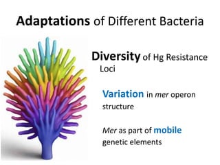 Mechanisms Of Bacterial Resistance Against Mercury Toxicity | PPTX